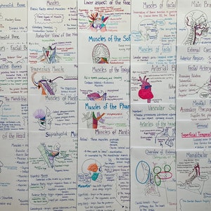 Head and Neck Anatomy Study Notes Bundle - Etsy