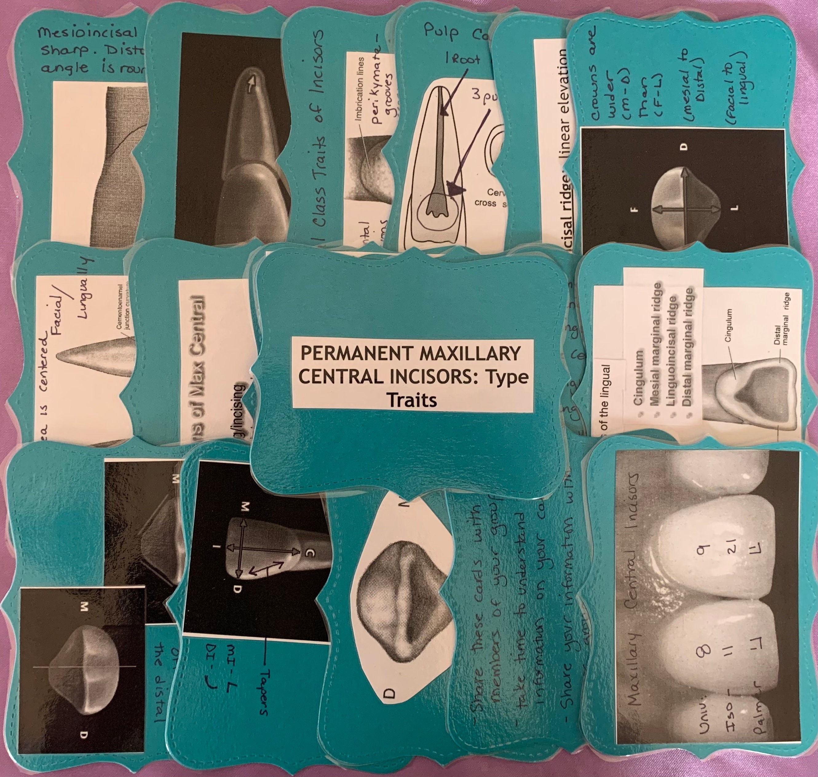Dental Flashcards Incisor Tooth Morphology for Dental Hygiene - Etsy Canada