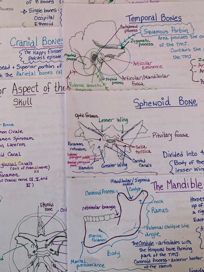 Anatomy of the Skull Study Sheets for Dental Students - Etsy Australia