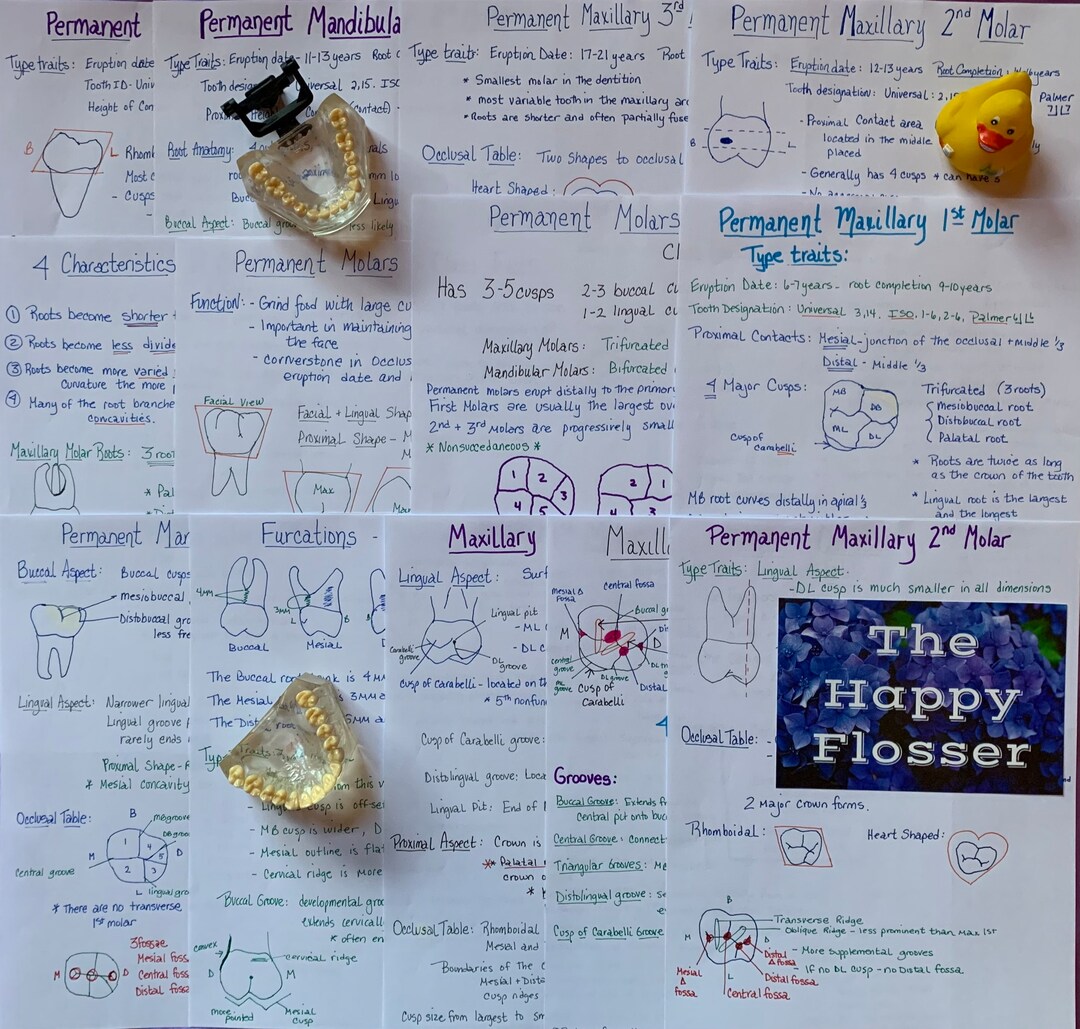 Molar Tooth Morphology and Anatomy Study Sheets for Dental - Etsy