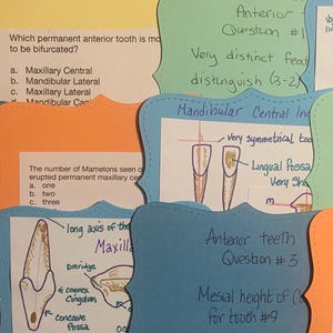 Anterior Tooth Morphology Dental Hygiene Anatomy Study Sheets and ...