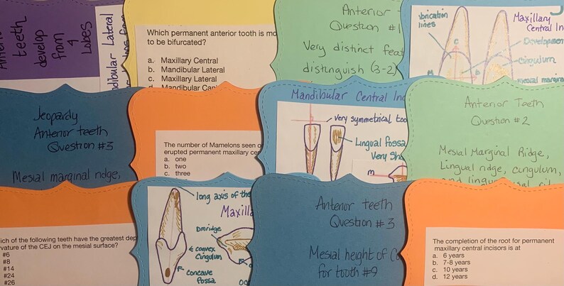 Anterior Tooth Morphology Dental Hygiene Anatomy Study Sheets and ...