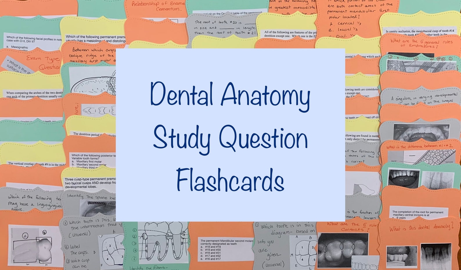 Study Question Flashcards on Dental Anatomy for Dental Students - Etsy