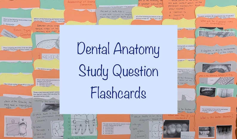 Study Question Flashcards on Dental Anatomy for Dental Students - Etsy