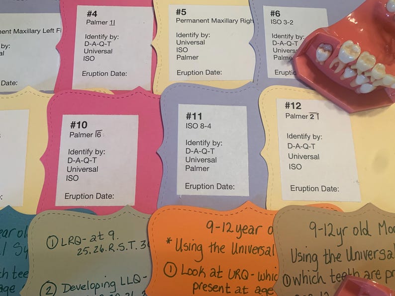 Tooth Designation, Development, and Eruption Flashcards Self Study for ...