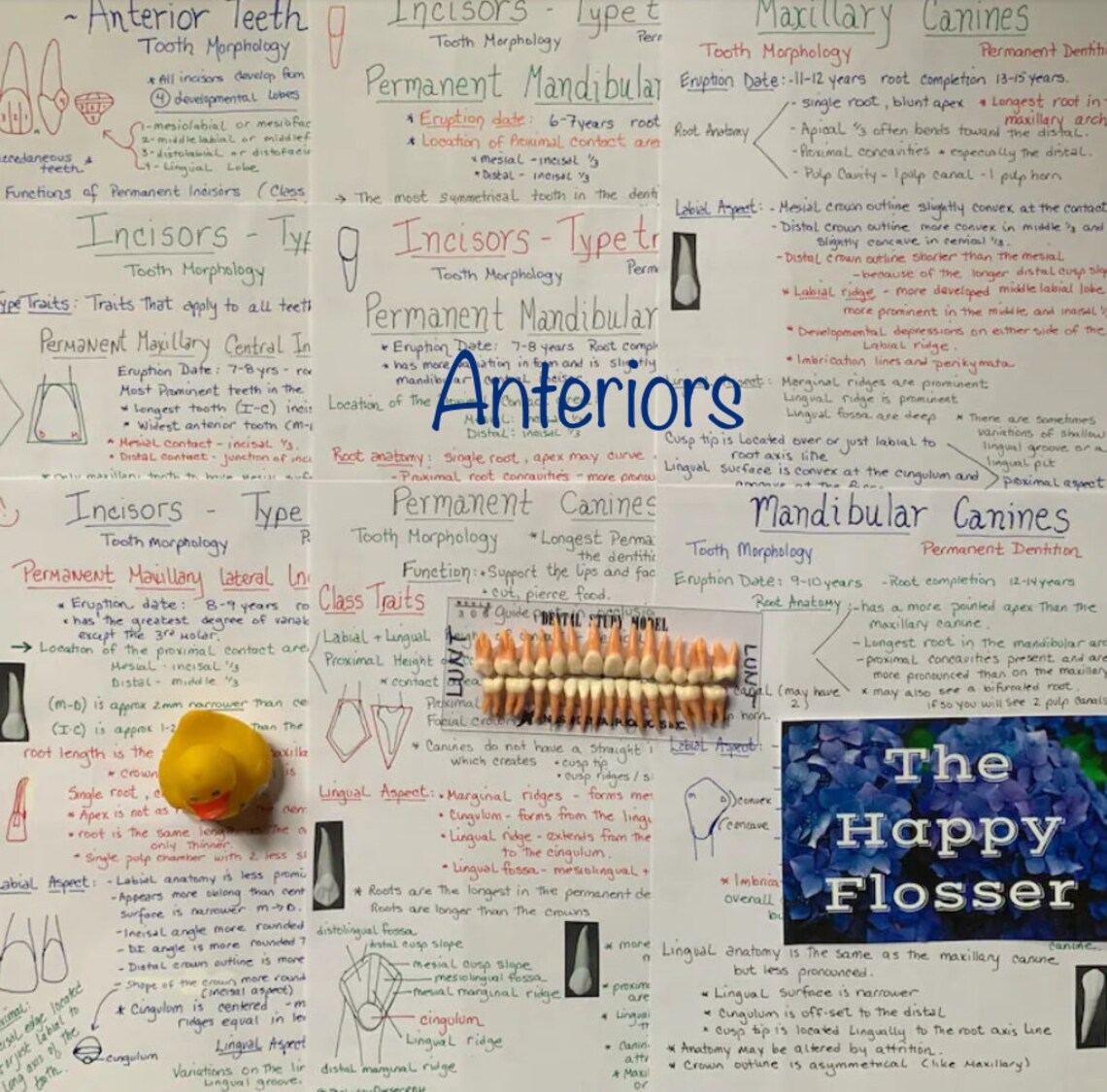 Anterior Tooth Morphology Dental Hygiene Anatomy Study Sheets - Etsy