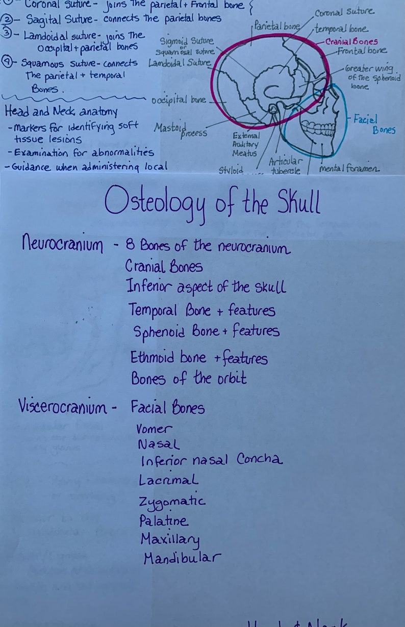 Anatomy of the Skull Study Sheets for Dental Students - Etsy