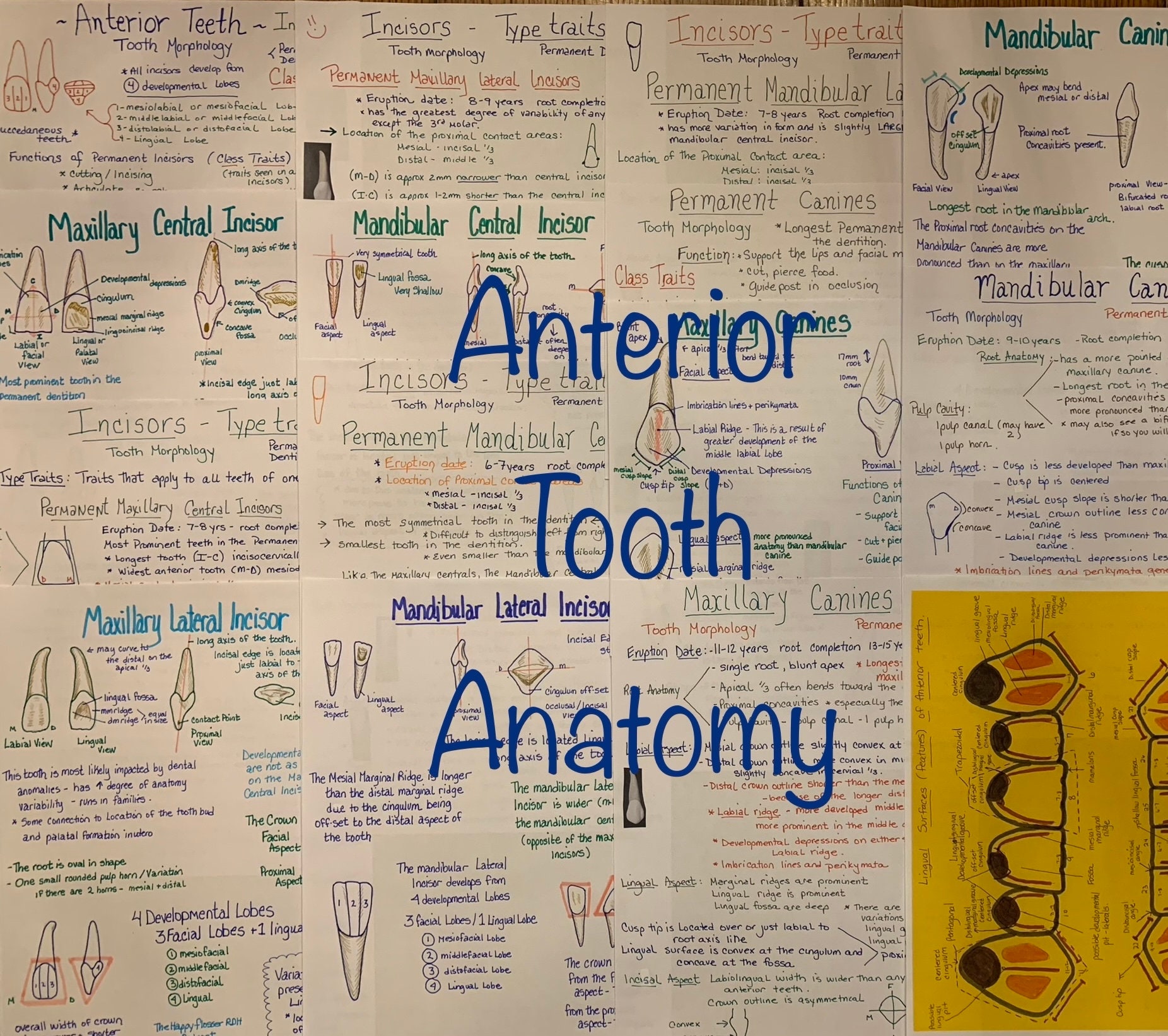 Anterior Tooth Morphology Dental Hygiene Anatomy Study Sheets and ...