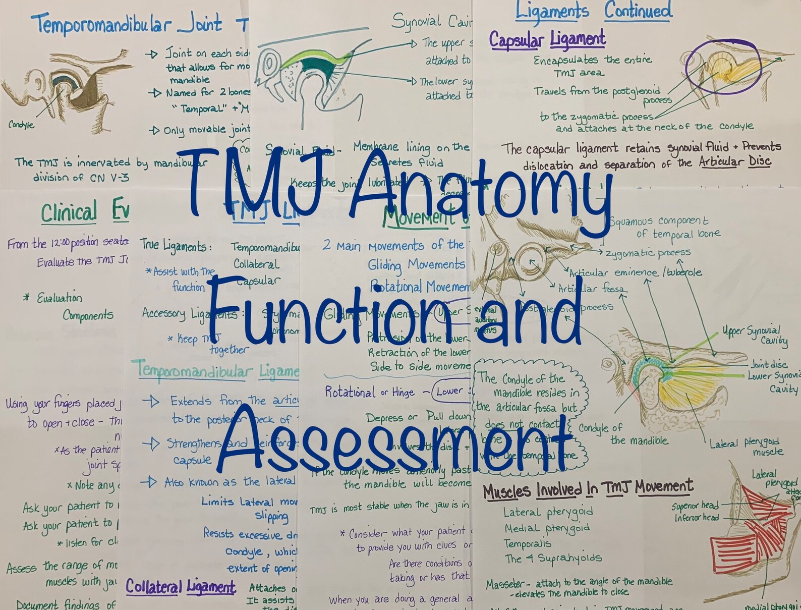 TMJ Anatomy and Function Study Sheets for Dental Hygiene Students - Etsy