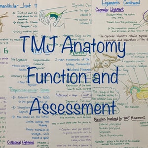 TMJ Anatomy and Function Study Sheets for Dental Hygiene Students - Etsy