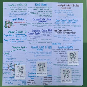 Lymphatic System Study Sheets for Dental Hygiene Students - Etsy