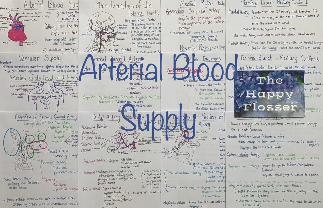 Anatomy of the Blood Supply to the Head and Neck Study Sheets - Etsy