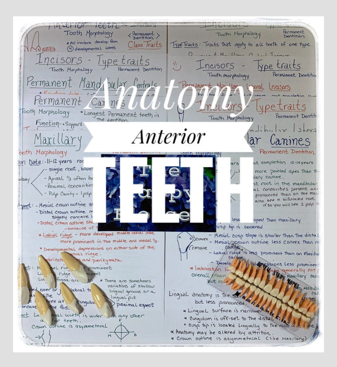 Anterior Tooth Morphology Dental Hygiene Anatomy Study Sheets - Etsy