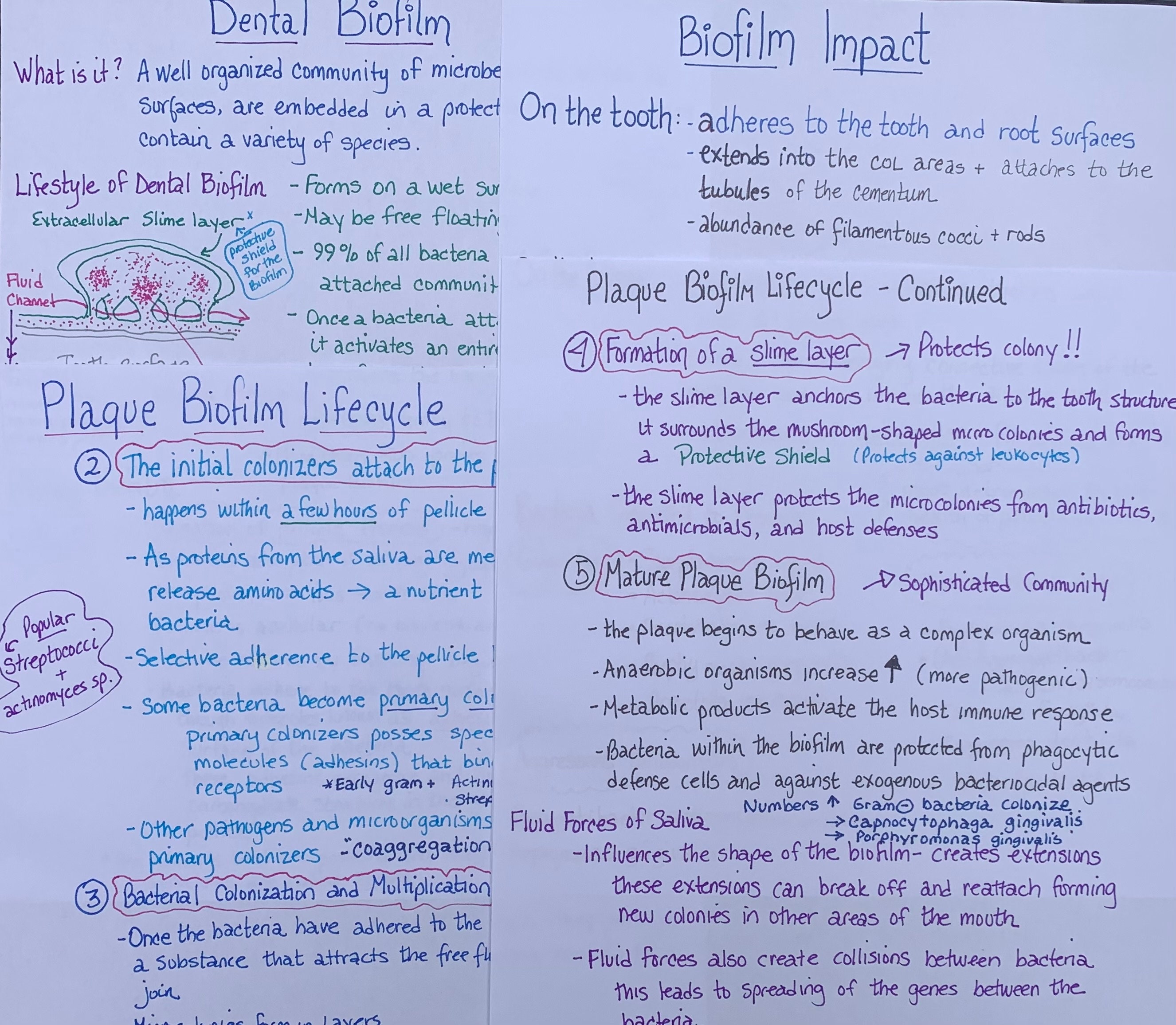 Dental Plaque Biofilm Study Notes for Dental Hygiene Students - Etsy