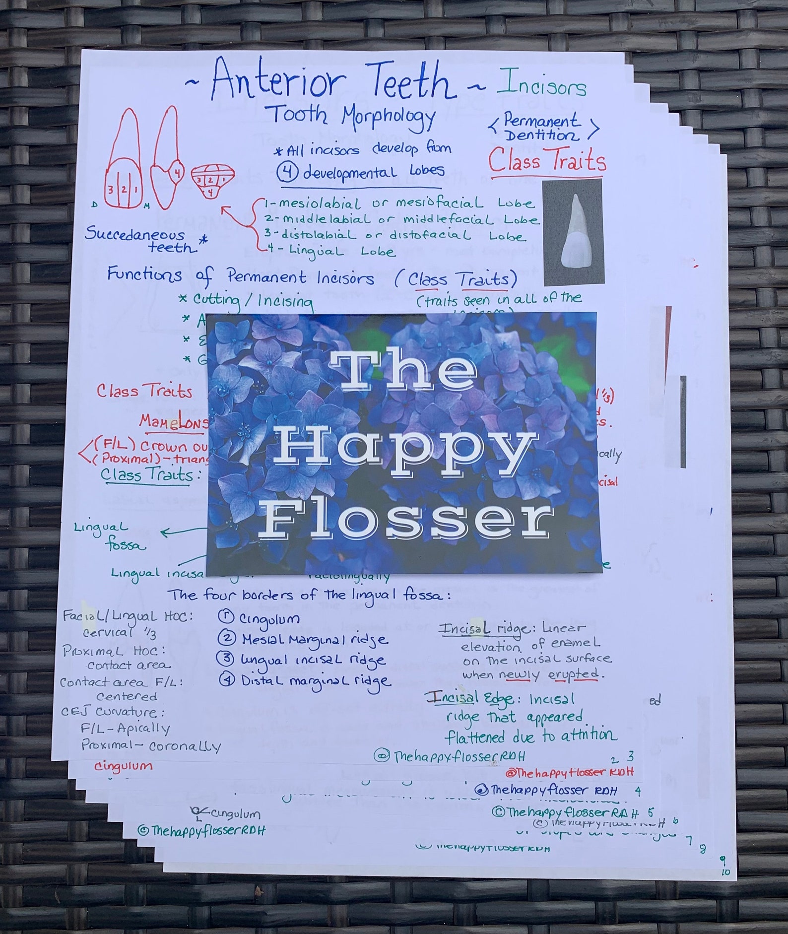 Anterior Tooth Morphology Dental Hygiene Anatomy Study Sheets and ...