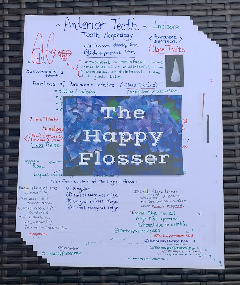 Anterior Tooth Morphology Dental Hygiene Anatomy Study Sheets and ...