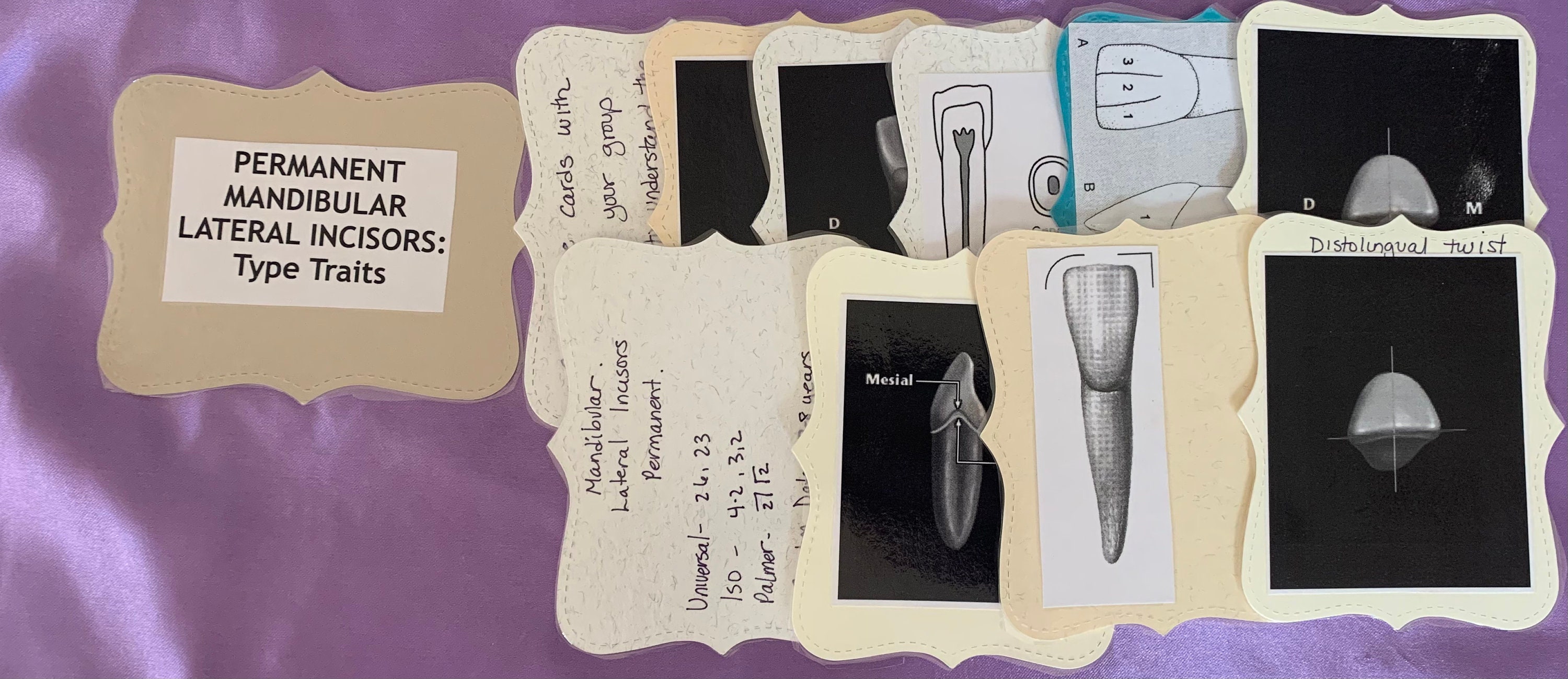 Dental Flashcards Incisor Tooth Morphology for Dental Hygiene - Etsy Canada