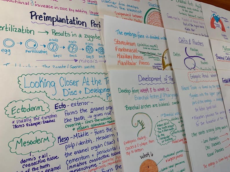 Embryology- Fetal Development Dental Hygiene Study Notes and Flashcards ...
