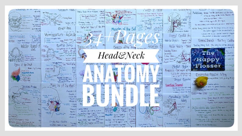 Head and Neck Anatomy Study Notes Bundle - Etsy