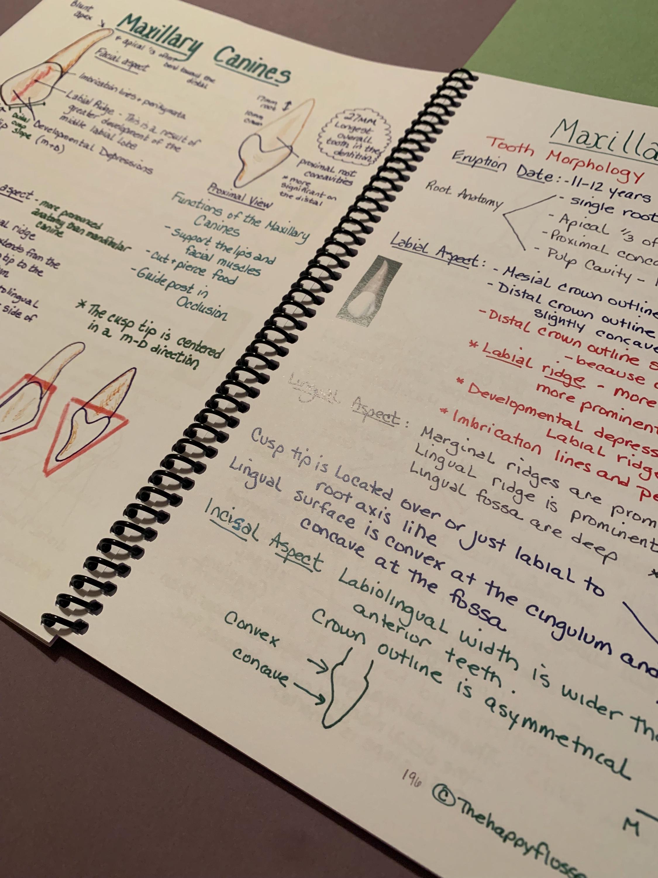 Dental Tooth Anatomy Spiralbound 75 Color Handwritten Notes for Dental ...