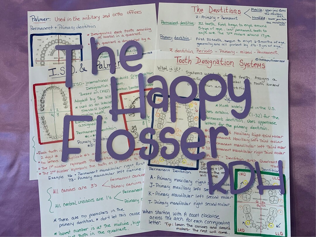 Tooth Designation Systems Universal ISO and Palmer - Etsy