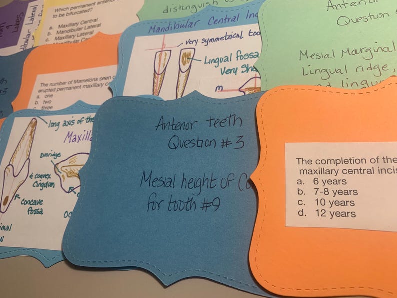 Anterior Tooth Morphology Dental Hygiene Anatomy Study Sheets and ...
