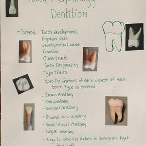 Tooth Characteristics (morphology) Dental Anatomy Entire Dentition ...