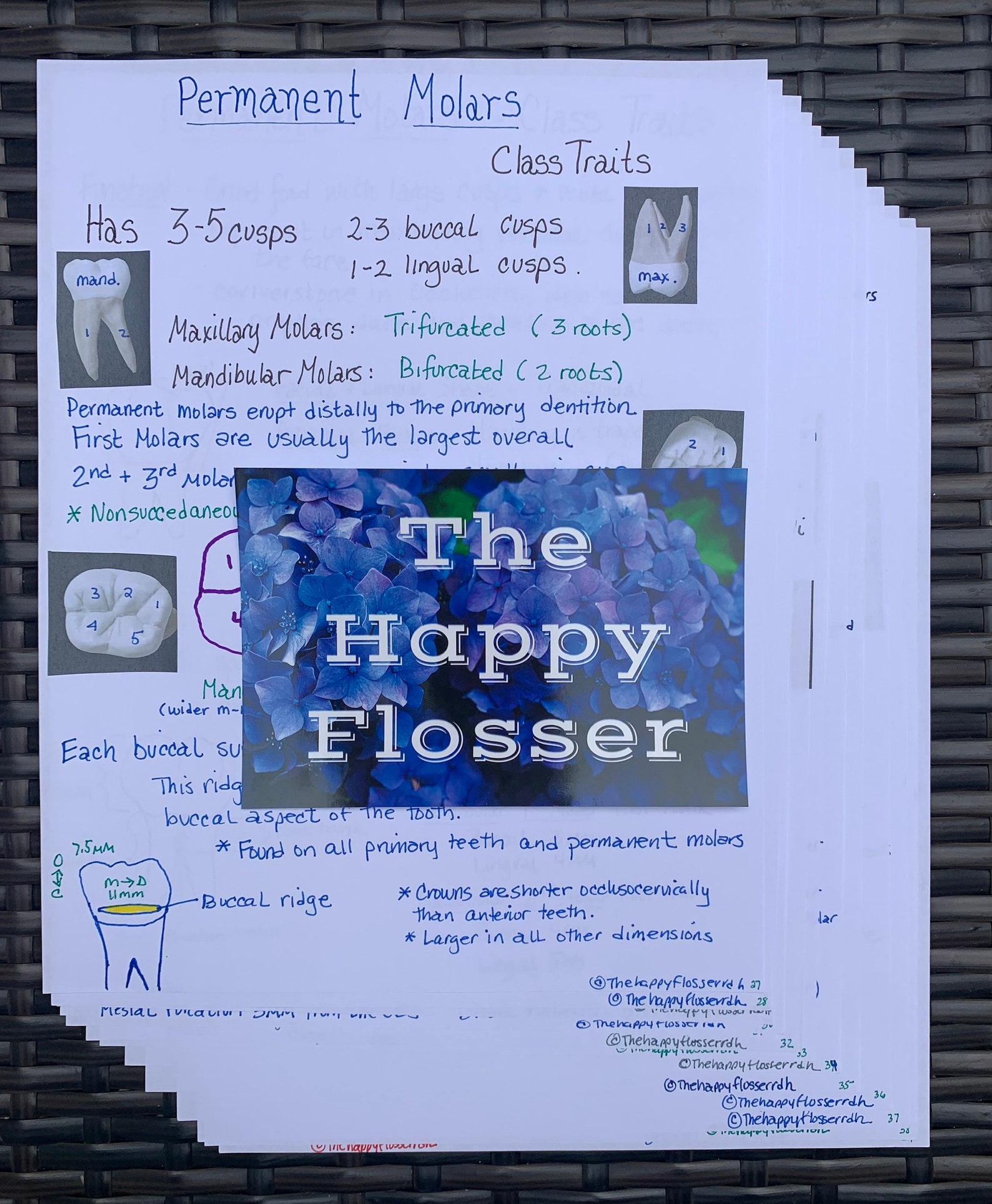 Molar Tooth Morphology and Anatomy Study Sheets for Dental Hygiene - Etsy