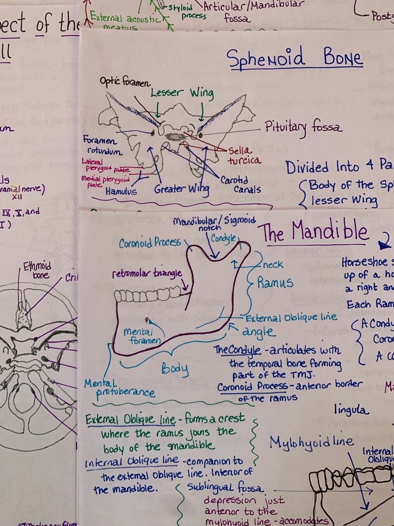 Anatomy of the Skull Study Sheets for Dental Students - Etsy Australia
