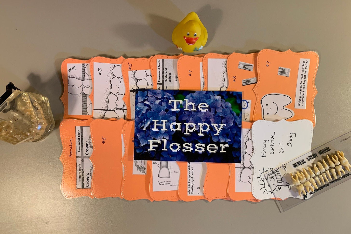 Dental Flashcards Primary Dentition Tooth Morphology and Occlusion - Etsy