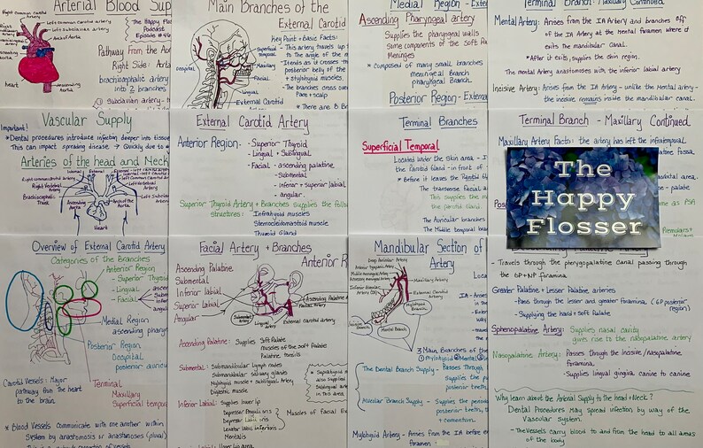 Anatomy of the Blood Supply to the Head and Neck Study Sheets for ...