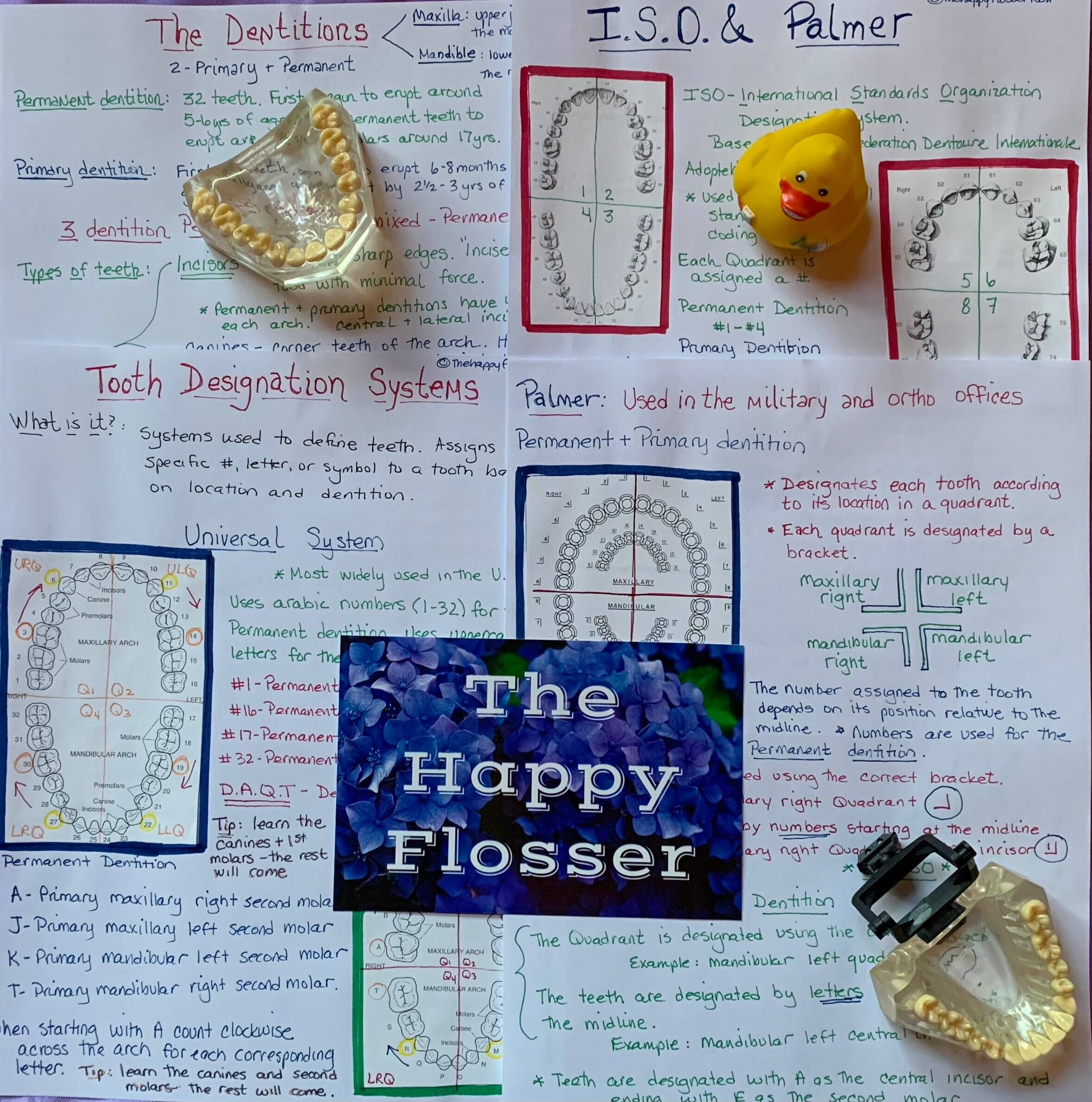 Tooth Designation Systems Universal, ISO, and Palmer Study Sheets - Etsy