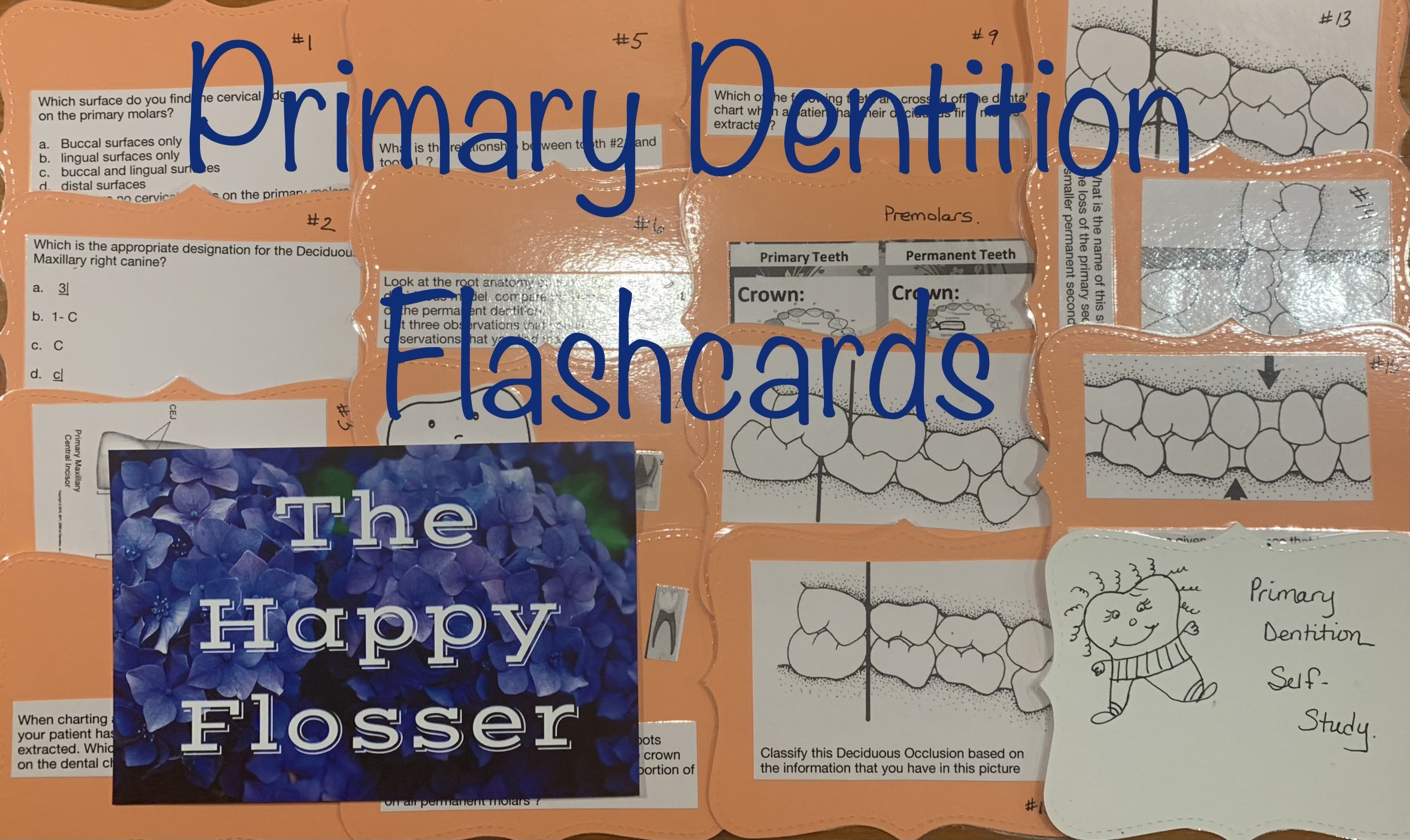 Dental Flashcards Primary Dentition Tooth Morphology and Occlusion - Etsy