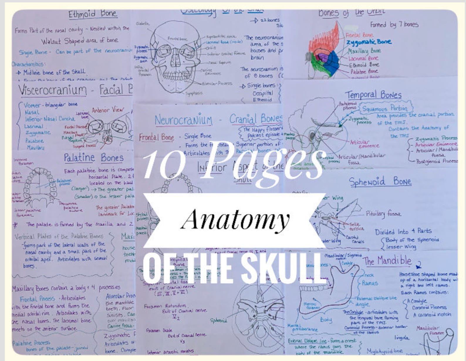 Anatomy of the Skull Study Sheets for Dental Students - Etsy