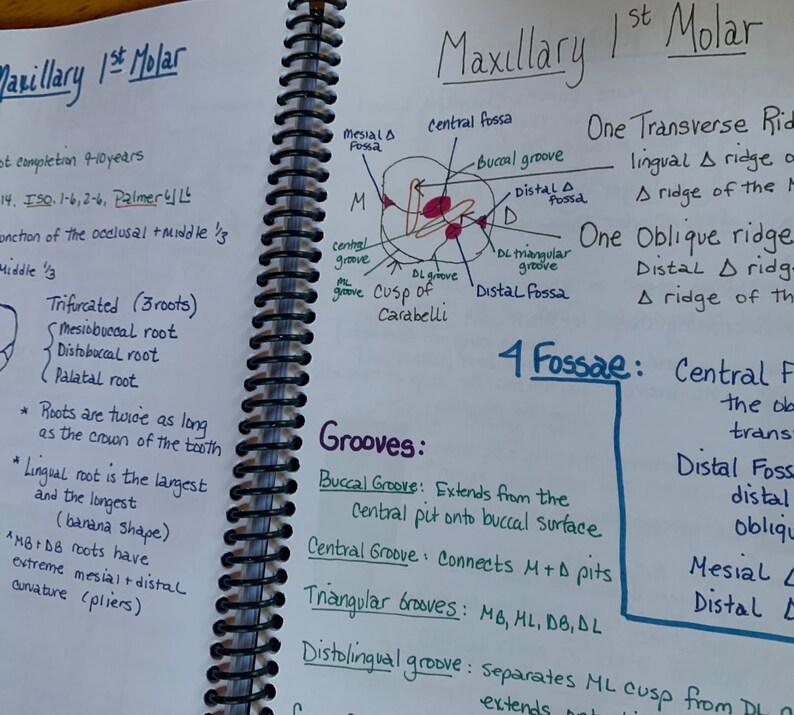 Dental Anatomy and Head and Neck Anatomy Hard Copy Color Study Sheets ...