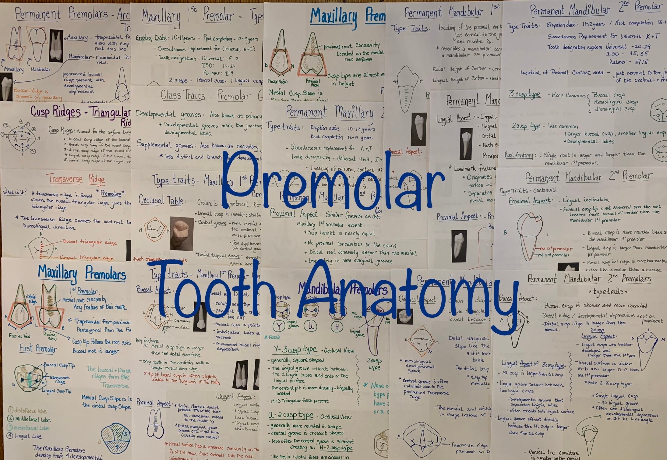 Premolar Tooth Morphology and Anatomy Study Sheets for Dental - Etsy