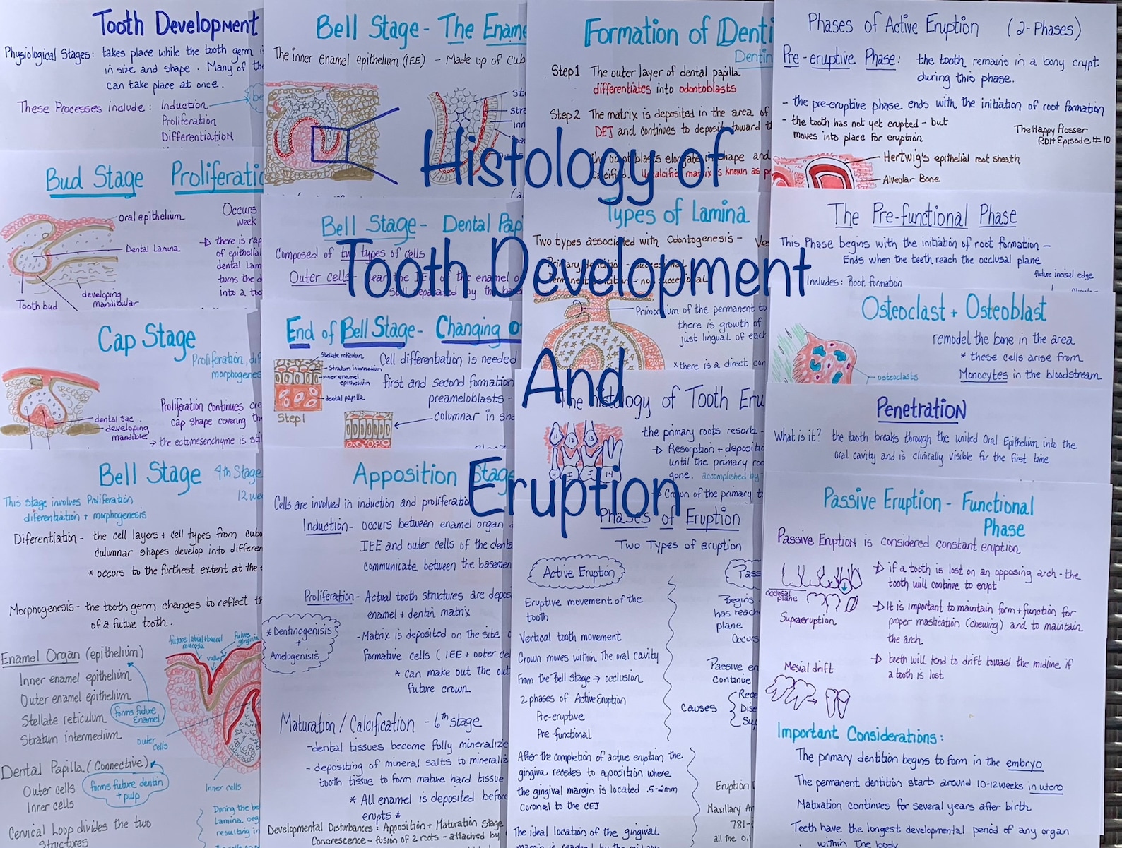 Histology & Embryology of Tooth Development and Eruption in Dental ...