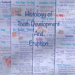 Histology & Embryology of Tooth Development and Eruption in Dental ...