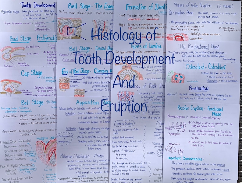 Histology & Embryology of Tooth Development and Eruption in Dental ...
