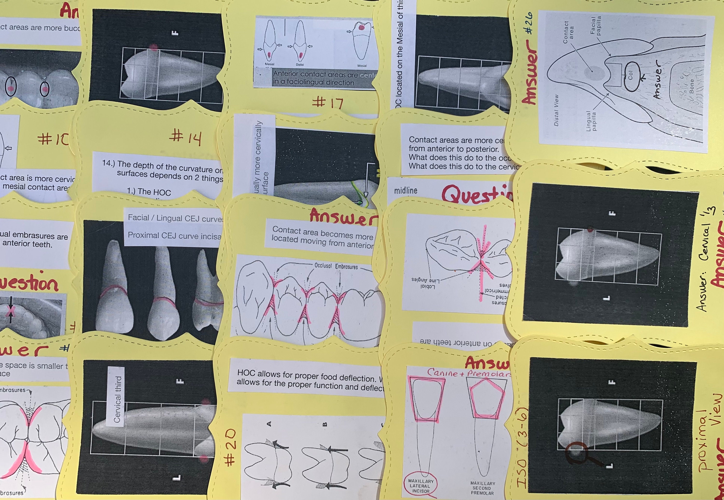 Dental Flashcards Form and Function for Dental Hygiene Students - Etsy