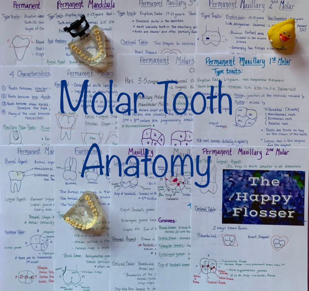 Molar Tooth Morphology and Anatomy Study Sheets for Dental - Etsy