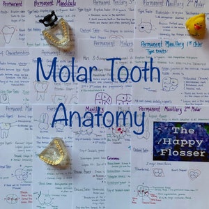 Molar Tooth Morphology and Anatomy Study Sheets for Dental Hygiene - Etsy