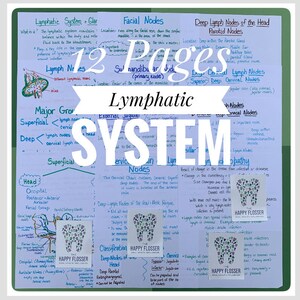 Lymphatic System Study Sheets for Dental Hygiene Students - Etsy