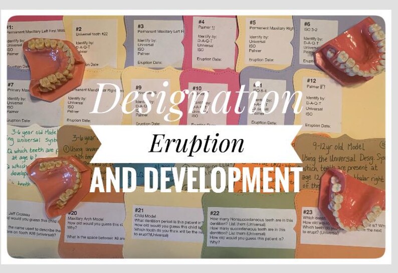 Tooth Designation, Development, and Eruption Flashcards Self Study for ...