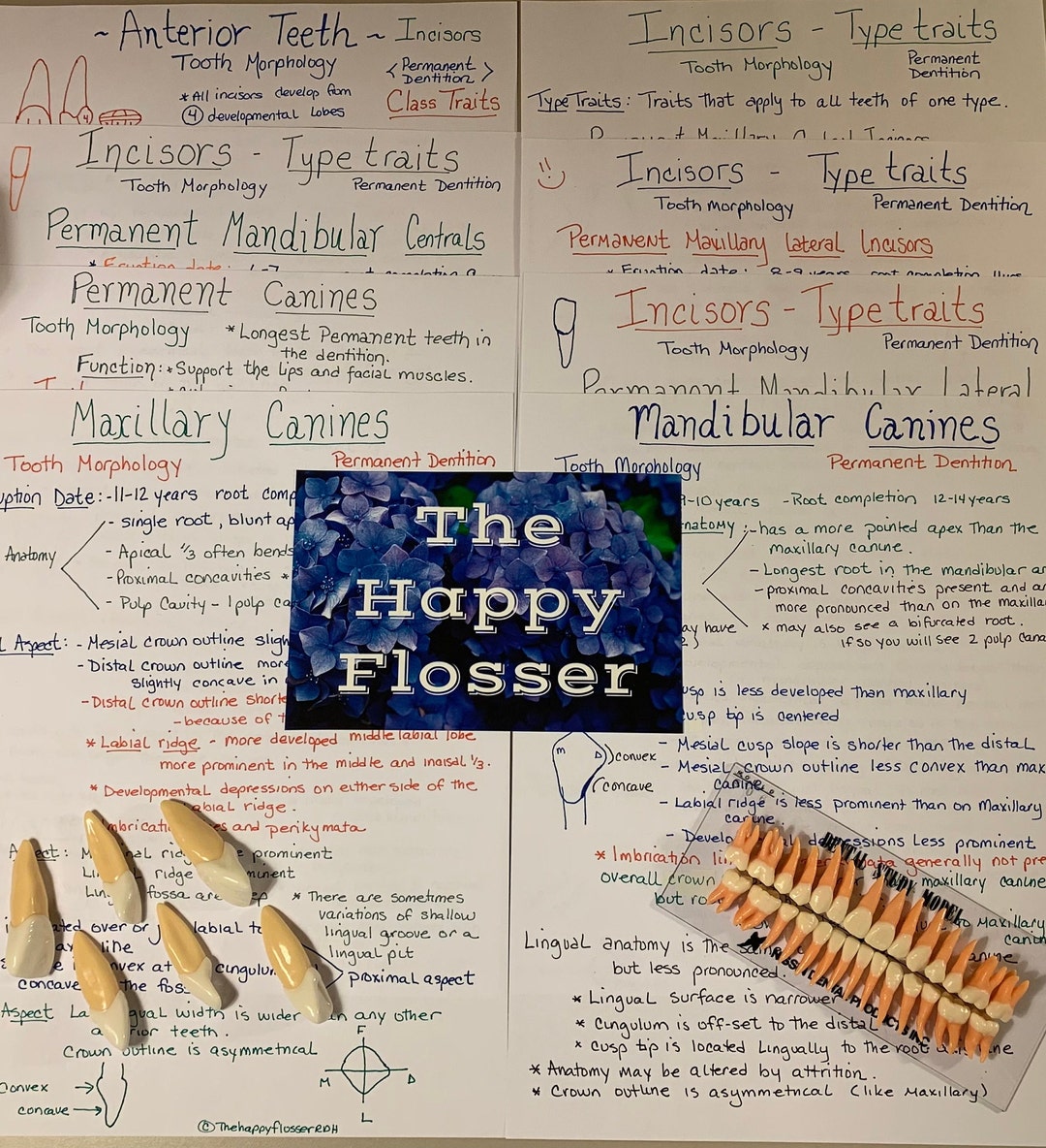 Anterior Tooth Morphology Dental Hygiene Anatomy Study Sheets - Etsy