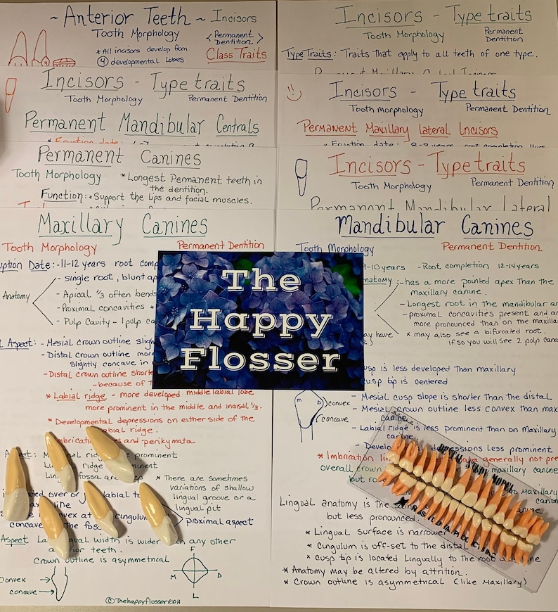 Anterior Tooth Morphology Dental Hygiene Anatomy Study Sheets and ...