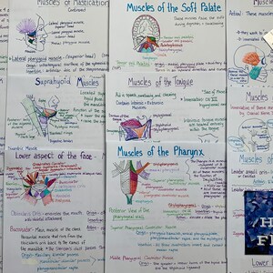 Muscles of the Head and Neck Study Sheets for Dental Hygiene Students ...