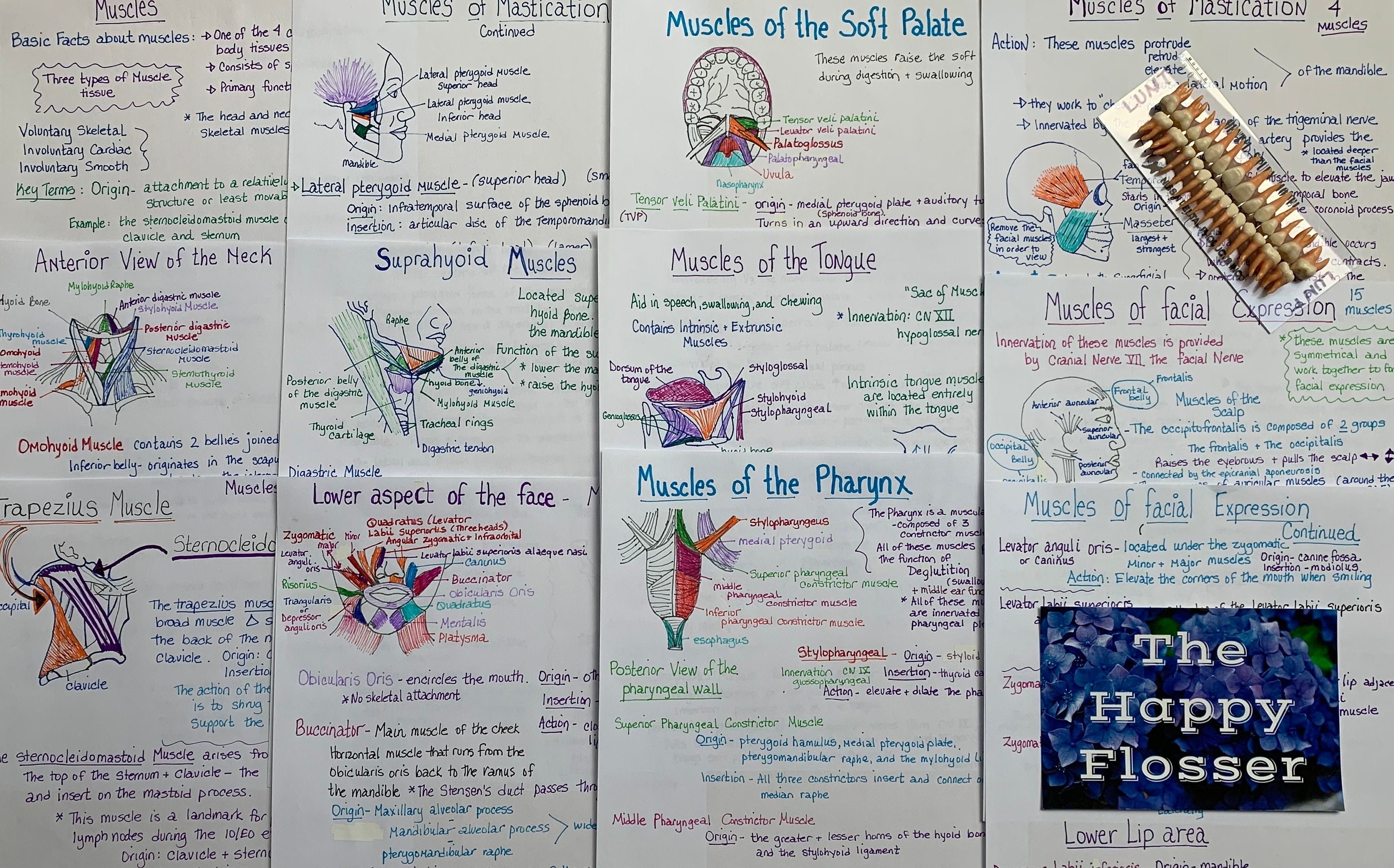 Muscles of the Head and Neck Study Sheets for Dental Hygiene Students ...