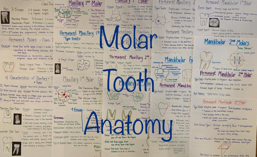 Molar Tooth Morphology and Anatomy Study Sheets for Dental - Etsy