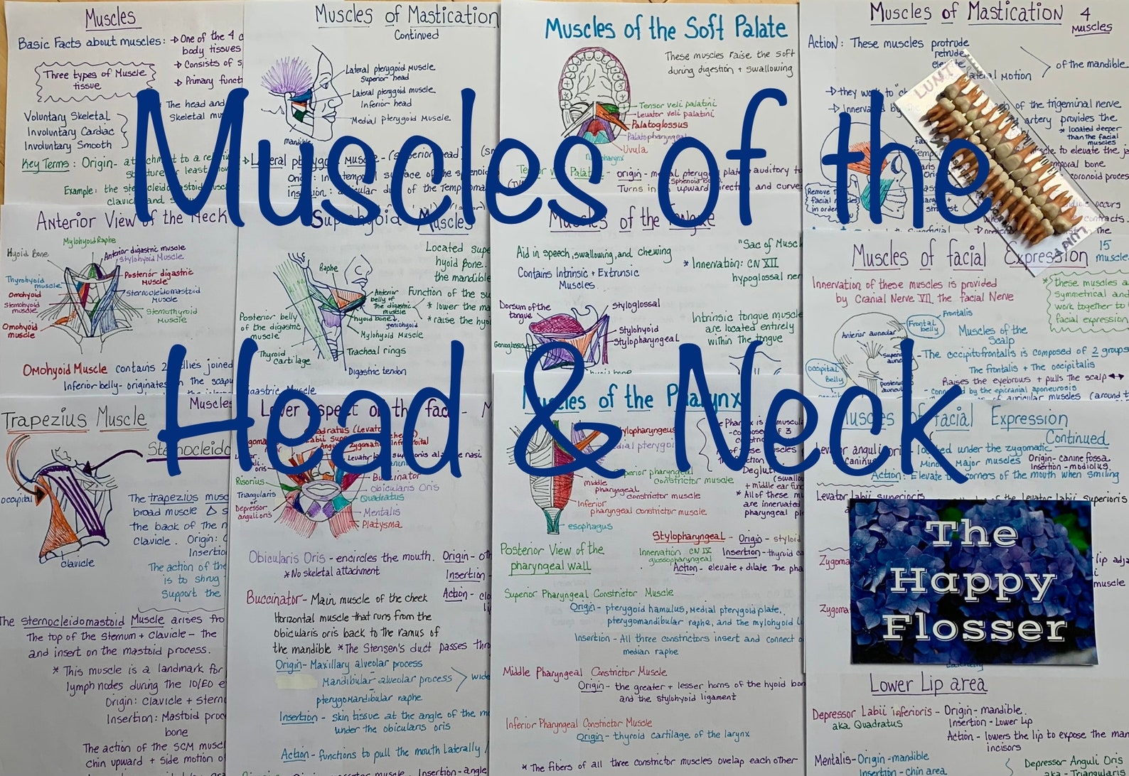Muscles of the Head and Neck Study Sheets for Dental Hygiene Students ...